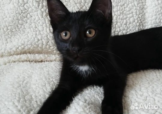 Черный котенок в добрые руки