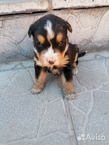 Отдам щенков в добрые руки