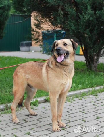 Собака в добрые руки