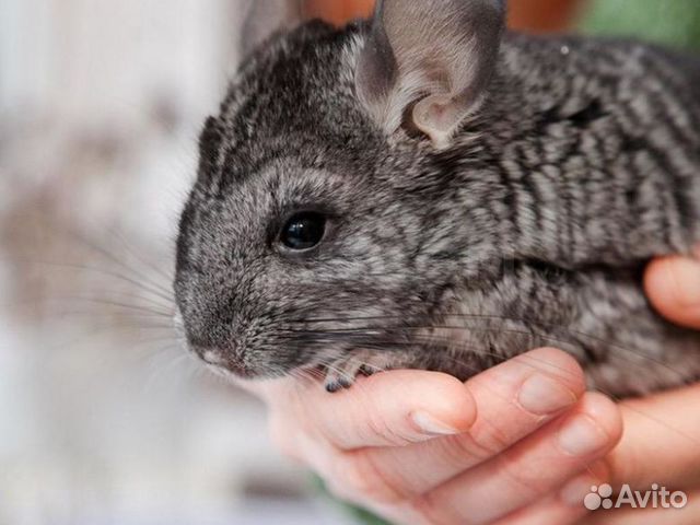 Отдам шиншиллу