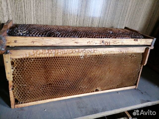 Продаются пчелосемьи