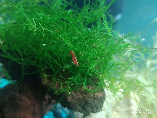 Креветки Вишня, бликса Японская, Риччия, элодея, М