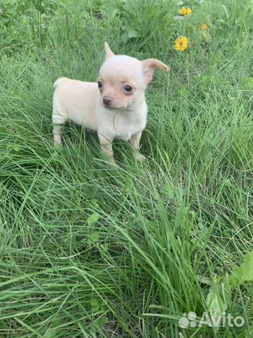 Мальчик чишка