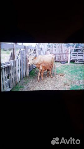 Корова с теленком