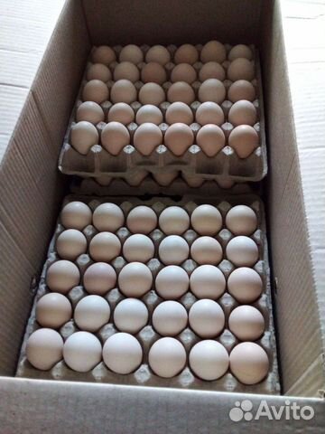 Инкубационное яйцо бройлера Арбор Айкрес (кобб700)