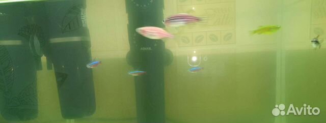 Отдам рыбок бесплатно