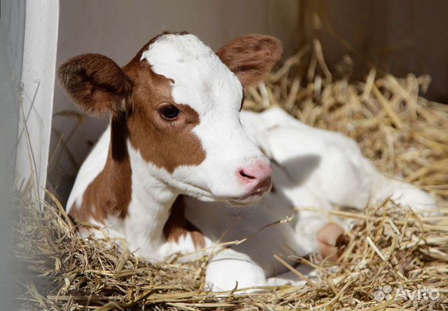 Бычок молодой