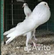 Голубь карликовые дутыши