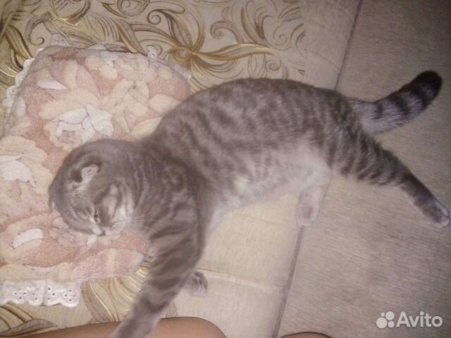 Кот