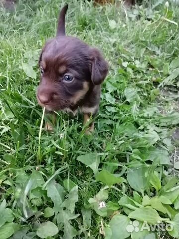 Помесь спаниель и келпи