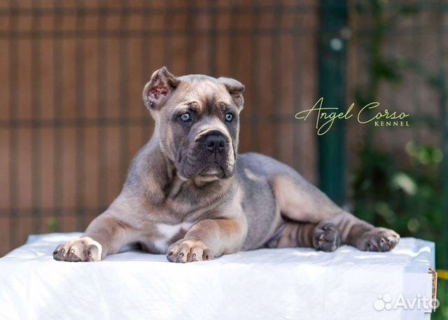 Кане корсо форментино кобель