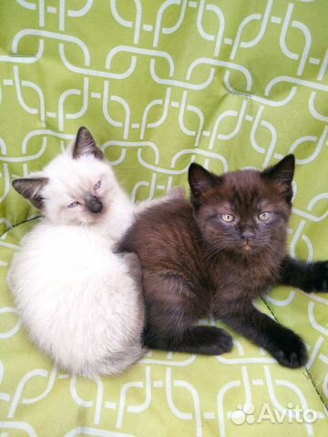 Кошка в дар