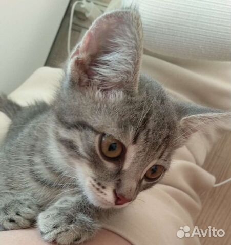 Котик 2,5 месяца