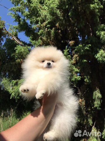 Щенок шпица