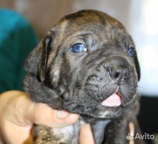 Яркие тигры Итаььянского Кане Корсо