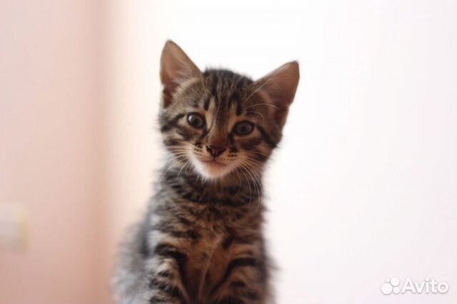 Котенок в добрые руки