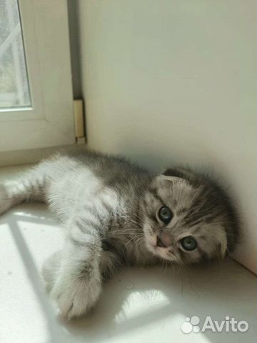 Шотландские вислоухие котята