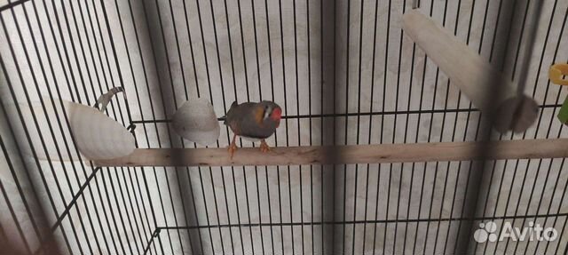 Зебровая амадина в добрые руки