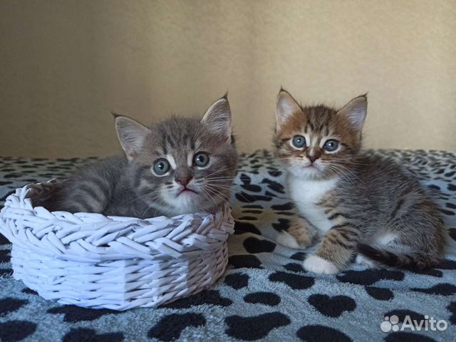 Шотландские котята