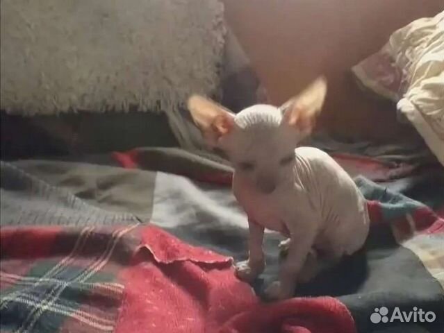 Канадский сфинкс