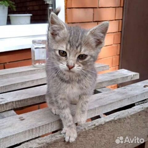 Котята в добрые руки, нашли в лесу