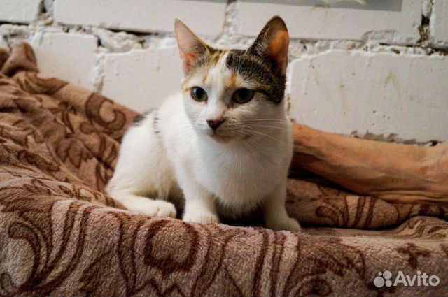 Кошечка Джес в добрые руки