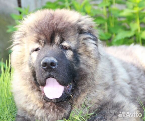 Племенной питомник предлагает щенков