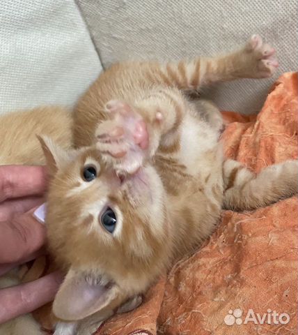 Котята отдам даром