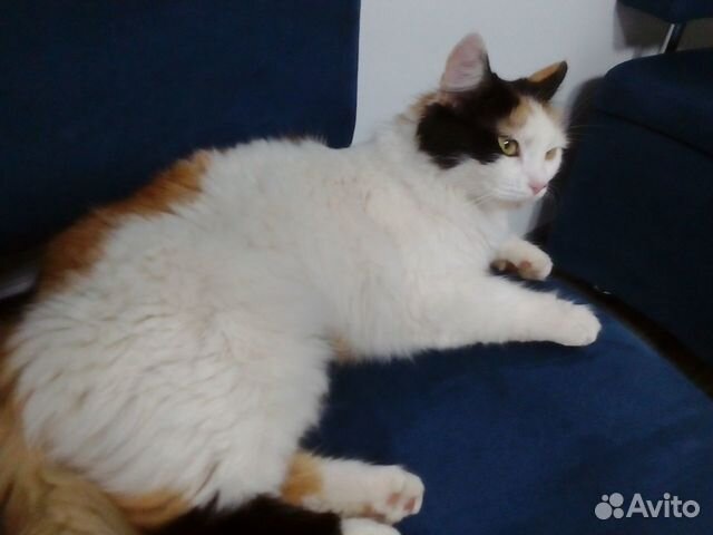 Красавице Мусе очень нужен дом