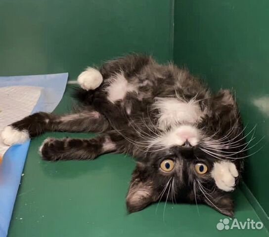 Котёнок игривый, славный