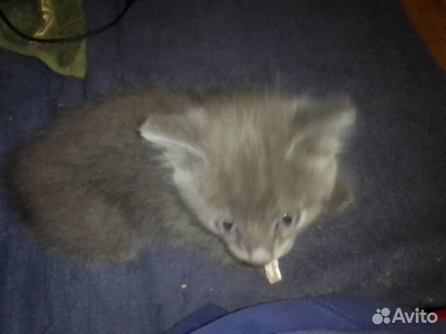 Облачный котенок