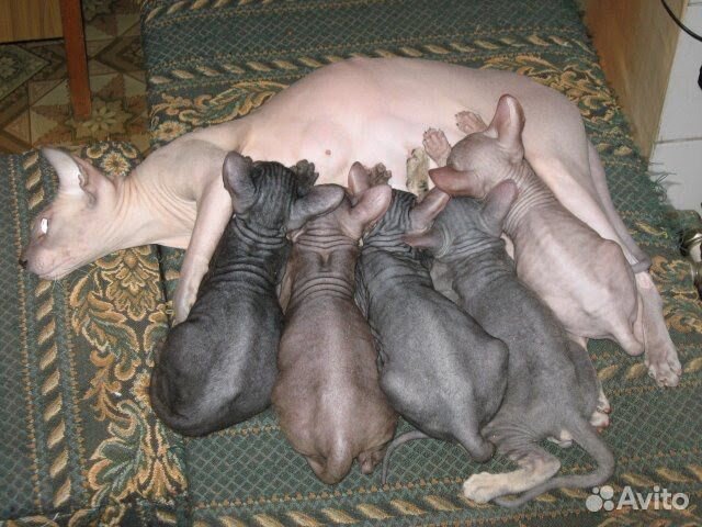 Продаются котята Донского Сфинкса