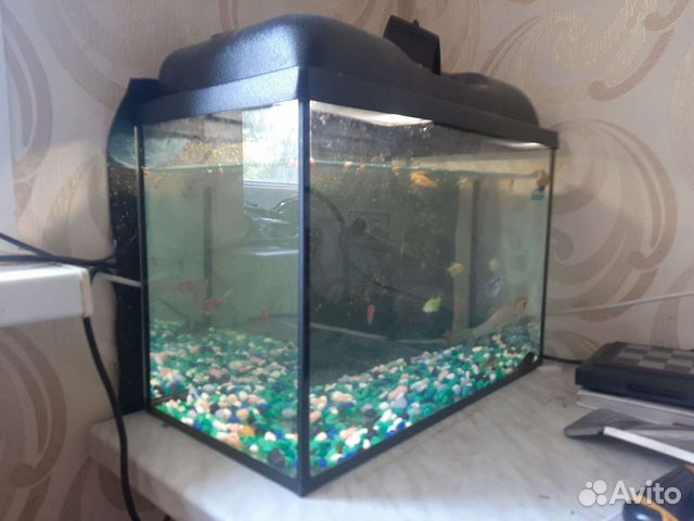 Аквариум с рыбками