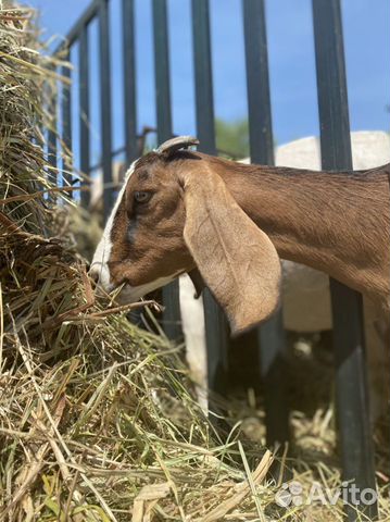 Коза нубийская