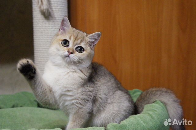 Золотая шиншилла, кошка, ny 25