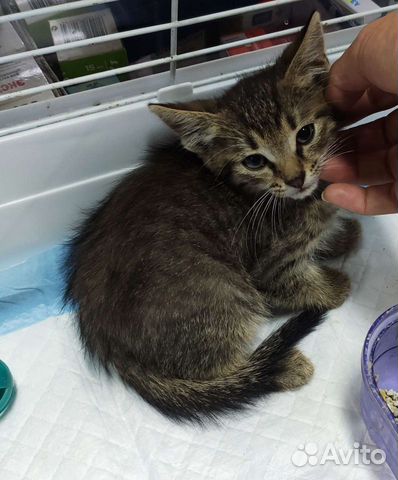 Кошки в добрые руки бесплатно