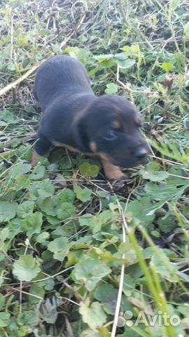 Той-терьер щенки