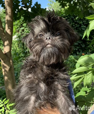 Аффенпинчер подросток