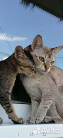 Редчайший Аби-Сингапура