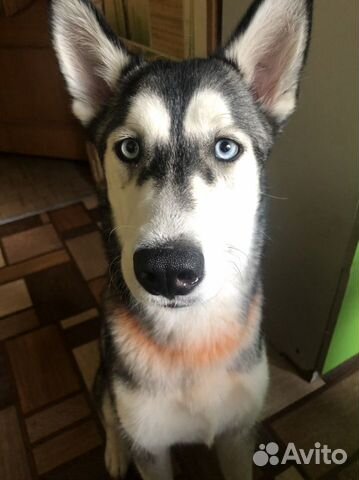 Сибирский хаски