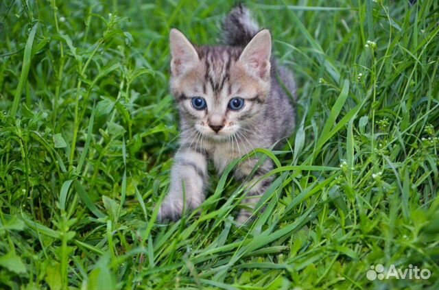 Кошка