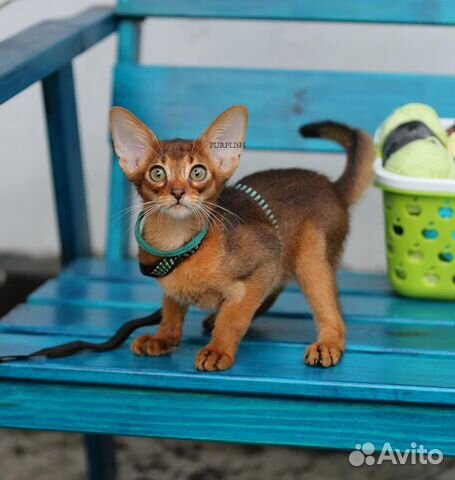 Абиссинки- маленькие пумы, из питомника