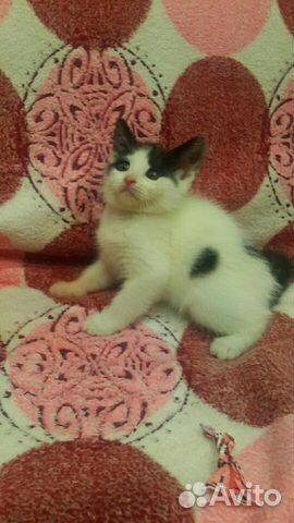 Крошка Малыш мечтает о маме