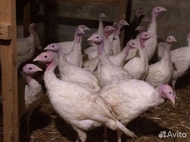 Продаются индюшата белые широкогрудые, цыплята бро