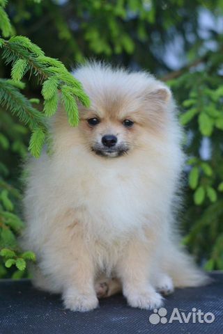 Померанский шпиц