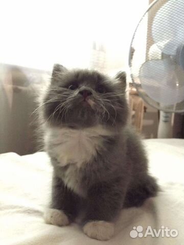 Котенок