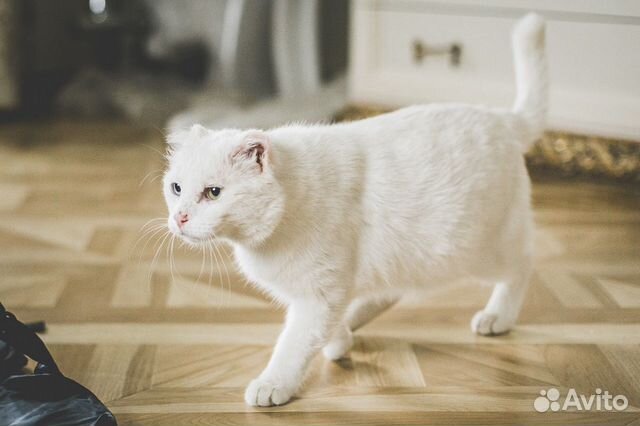 Санни - великолепный кот ищет дом