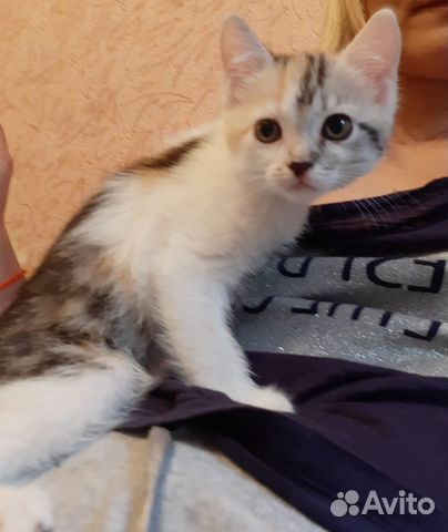 Котята Британцы,1.5 м,мальчик и девочка