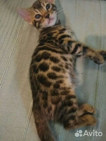 Бенгальская