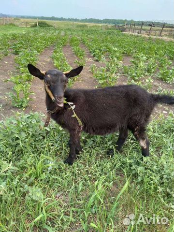 Чешские козы